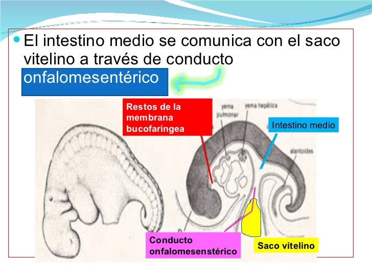 Sistema digestivo fetal[1]