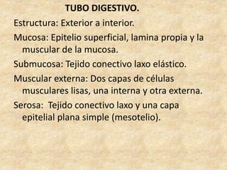 Sistema digestivo Versión Final de Exposición. | PPTX