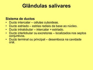Sistema Digestivo Glandulas Anexas | PPT