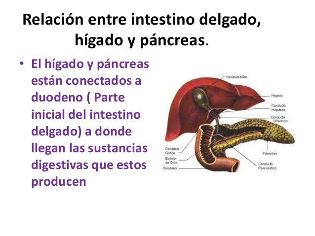 PPt Sistema Digestivo