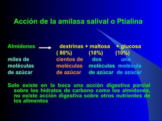 Sistema digestivo humano | PPT
