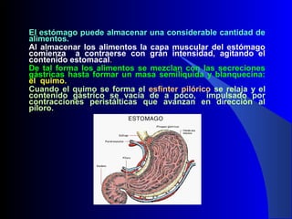 Sistema digestivo humano | PPT | Descarga Gratuita