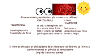 Sistema digestivo III histologia medicina | PDF