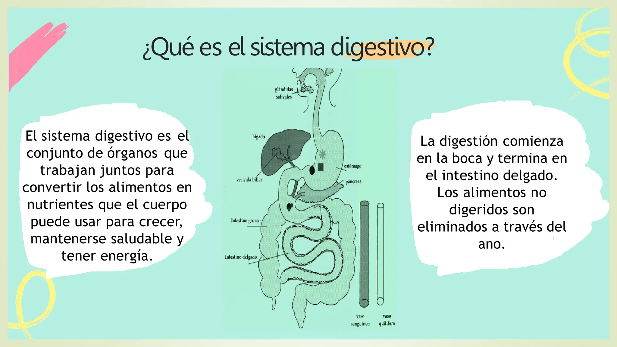 Sistema Digestivo Y Sus Partes DIBUJOS DEL CUERPO HUMANO ® Para