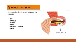 SISTEMA DIGESTIVO MORFOFISIOLOGIA II.pptx