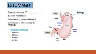 SISTEMA DIGESTIVO MORFOFISIOLOGIA II.pptx