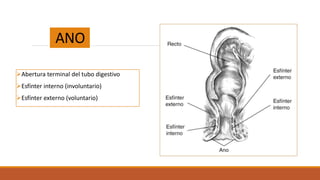 SISTEMA DIGESTIVO MORFOFISIOLOGIA II.pptx