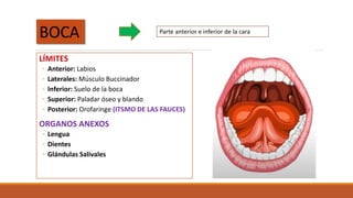 SISTEMA DIGESTIVO MORFOFISIOLOGIA II.pptx