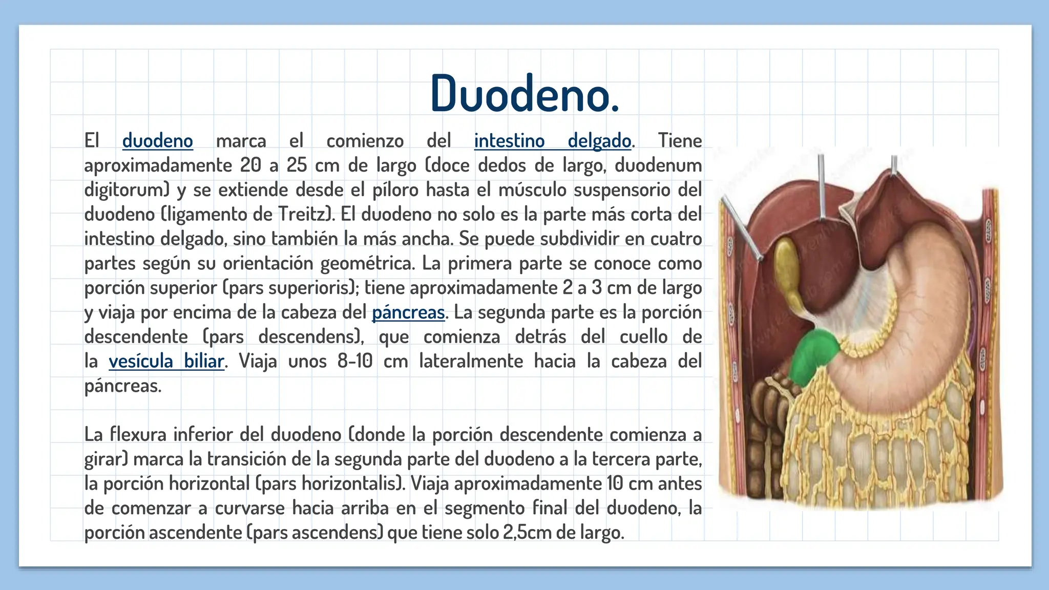 Anatomia y fisiologia del Sistema digestivoo 2.0.pptx