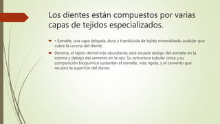 SISTEMA DIGESTIVO parte 1.pptx