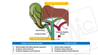 SISTEMA DIGESTIVO -ANATOMÍA HUMANA COMPLETO | PDF