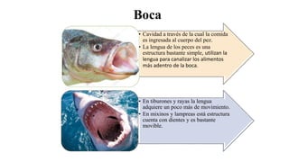 SISTEMA DIGESTIVO EN PECES | PPTX