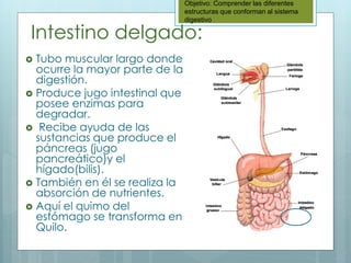 sistema digestivo ppt 7° y 8°.pdf