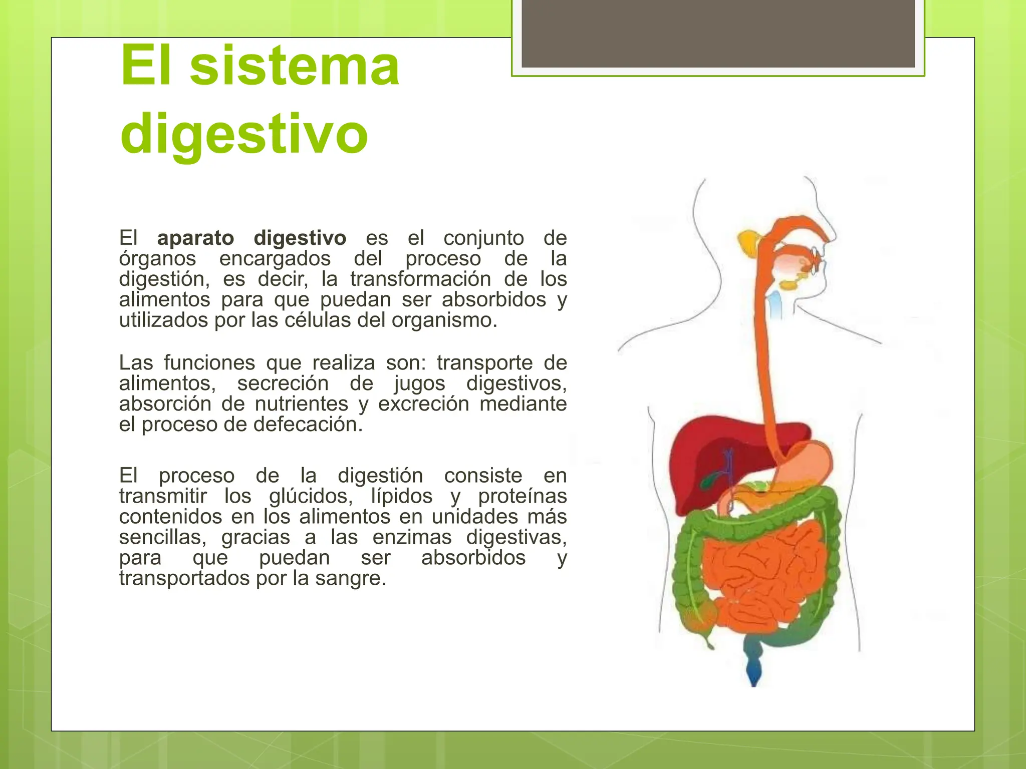 sistema digestivo presentación power point.pptx