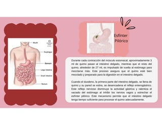SISTEMA DIGESTIVO PRESENTACIÓN 202 .pdf