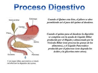 Sistema digestivo proceso fisiologico | PPTX