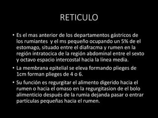Sistema digestivo de los rumiantes, anatomía, fisiologia e histología ...