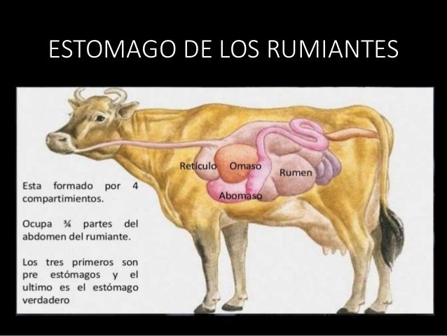 Sistema digestivo de los rumiantes, anatomía, fisiologia e histología