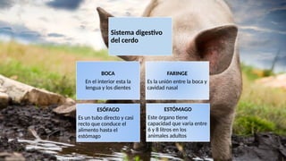 SISTEMA DIGESTIVO - ANAMOTIA DEL PORCINO - | PPTX