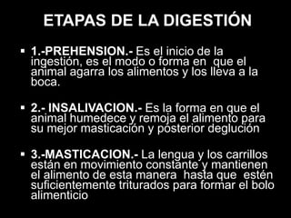 Sistema digestivo simple o no rumiante | PPSX