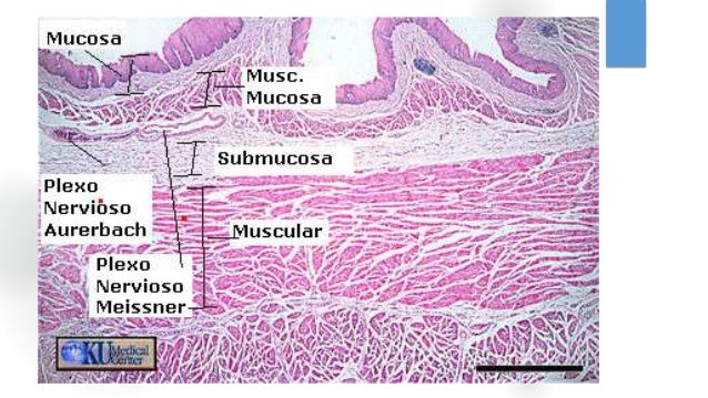 Histologia del Sistema Digestivo