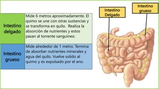 Sistema digestivo tercer grado......pptx