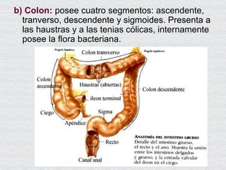SISTEMA DIGESTIVO I PREMEDICINA ESTUDIANTES.pdf