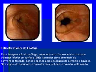 Sistema Digestorio Biologia Ppt