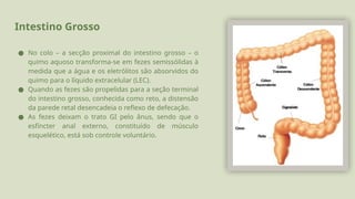 Aula Completa – Sistema Digestório | Enfermagem, Anatomia e Fisiologia ...
