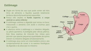 Aula Completa – Sistema Digestório | Enfermagem, Anatomia e Fisiologia ...