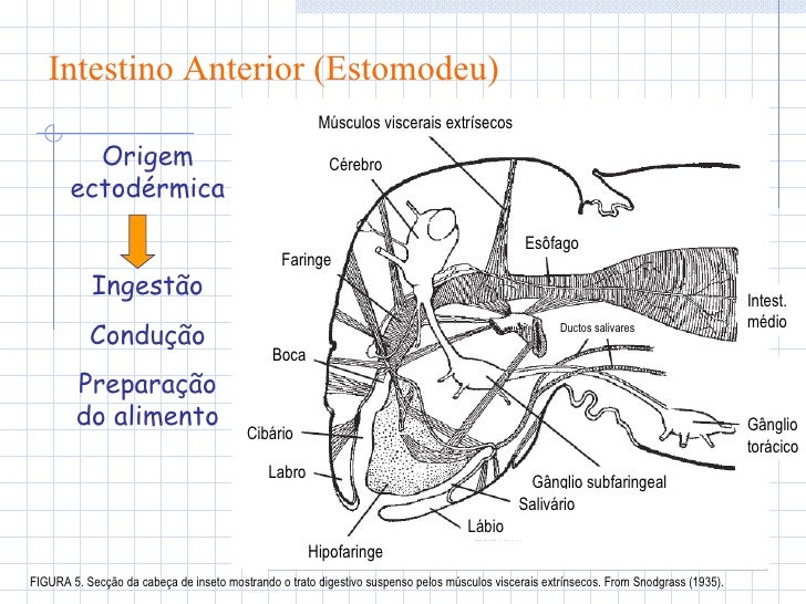 Sistema digestório