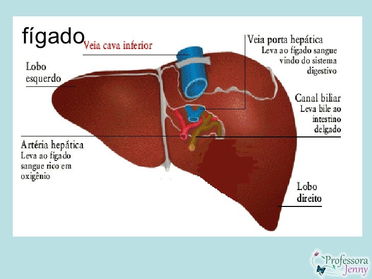 Qual É A Função Do Fígado? : Fígado: o que é, onde fica e principais ...