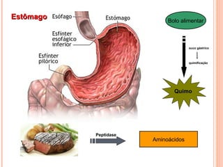 Sistema digestório | PPT