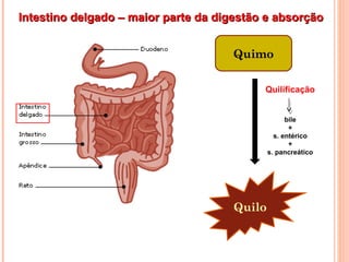 Sistema digestório | PPT