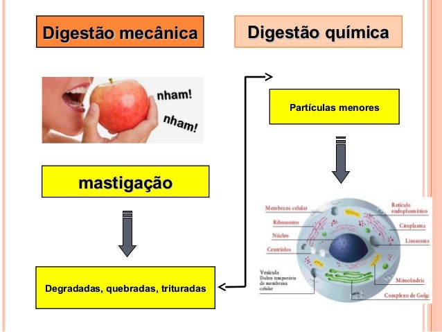 Sistema digestório