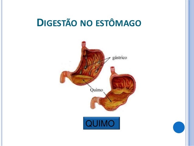 Sistema digestório