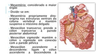 Sistema digestório - anatomia humana II | PPT