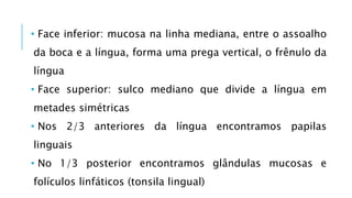 Parte Posterior Da Lingua Saudavel