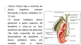 Sistema digestório - anatomia humana II | PPT