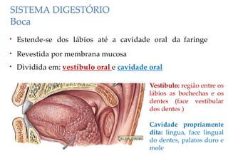 SISTEMA DIGESTÓRIO.pptx