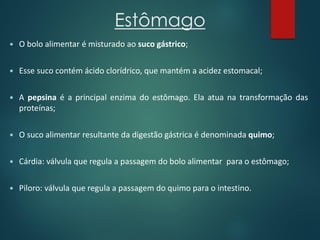 Sistema digestório.pdf aula para o oitavo ano | PDF