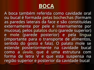 Sistema do corpo humano Sistema Digestorio | PPT