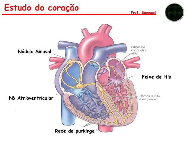 Sistema digestório e circulatório
