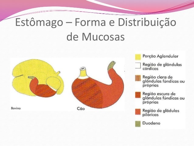 Sistema digestório Cães
