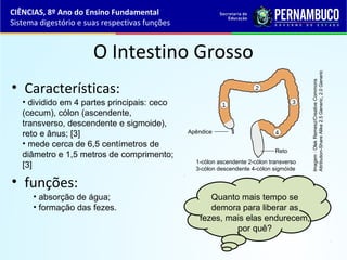 Sistema digestório e suas respectivas funções | PPT