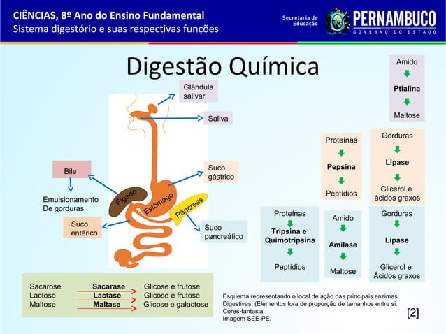 Sistema digestório e suas respectivas funções