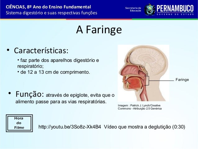 Sistema digestório e suas respectivas funções