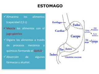 SISTEMA DIGESTIVO Y METABOLISMO | PPTX