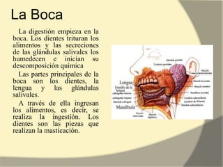 SISTEMA DIGESTIVO | PPTX