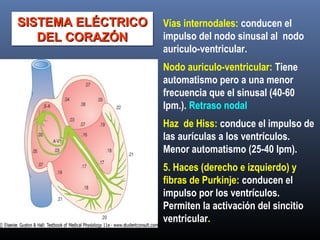Sistema eléctrico del corazon | PPT
